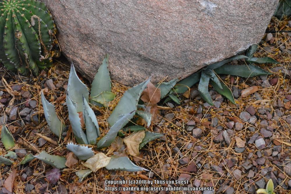 Show off your Agave pictures here. in the Cactus and Succulents forum ...