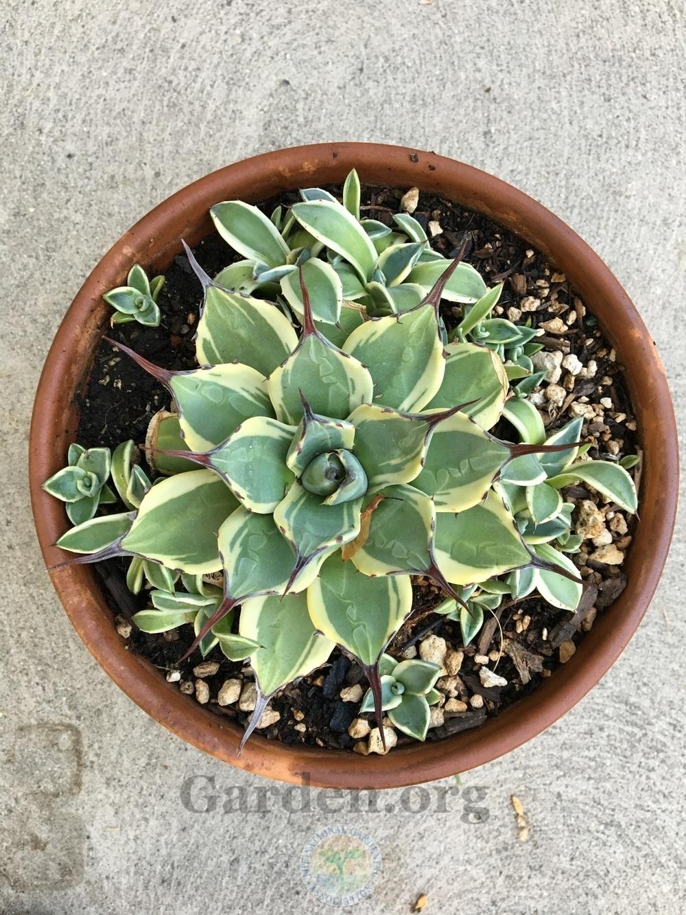 Agaves: Plant Care and Collection of Varieties - Garden.org