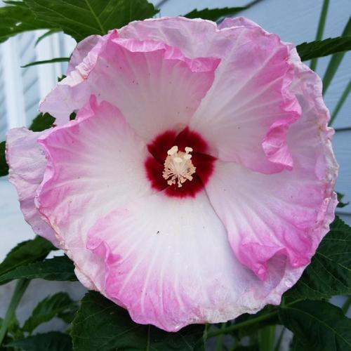 Hybrid Hardy Hibiscus (Hibiscus Summerific™ Ballet Slippers) in the ...