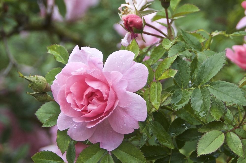 Rose (Rosa 'John Davis') in the Roses Database - Garden.org