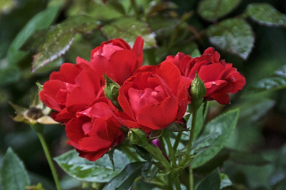 Rose (Rosa 'Kardinal Kolorscape') in the Roses Database - Garden.org