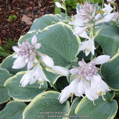 Hosta 'Frosted Dimples' in the Hostas Database - Garden.org