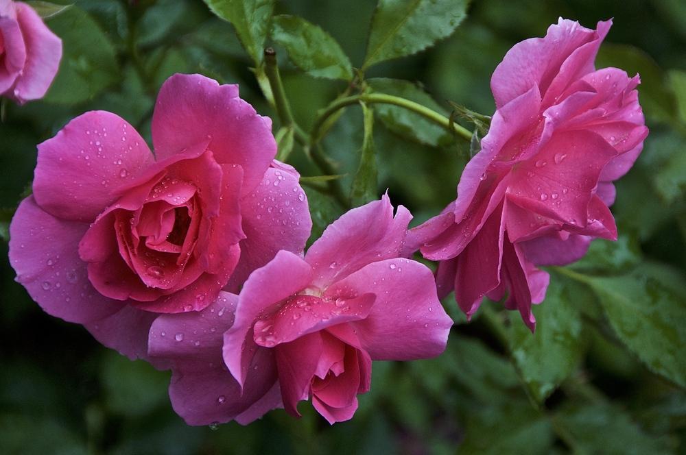 Rose (Rosa 'Country Dancer') in the Roses Database - Garden.org