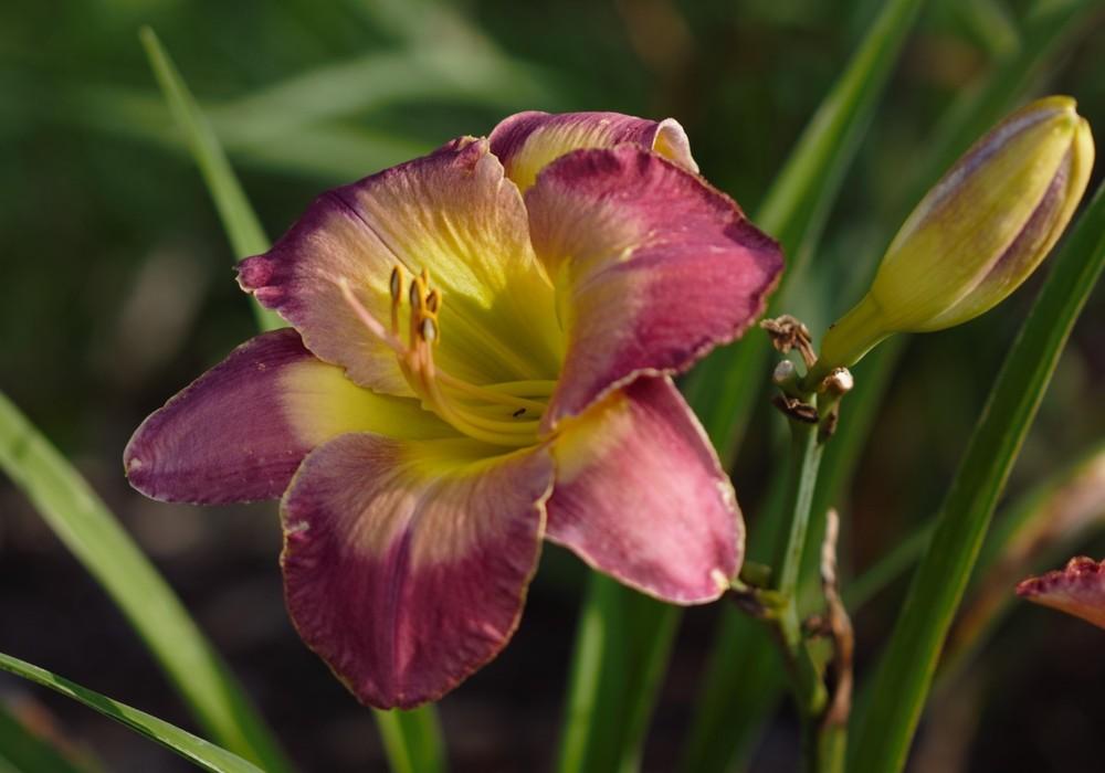 Daylily (Hemerocallis 'Longfields Cheese and Wine') in the Daylilies ...