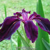 Photo of the bloom of Louisiana Iris (Iris 'Black Widow') posted by ...