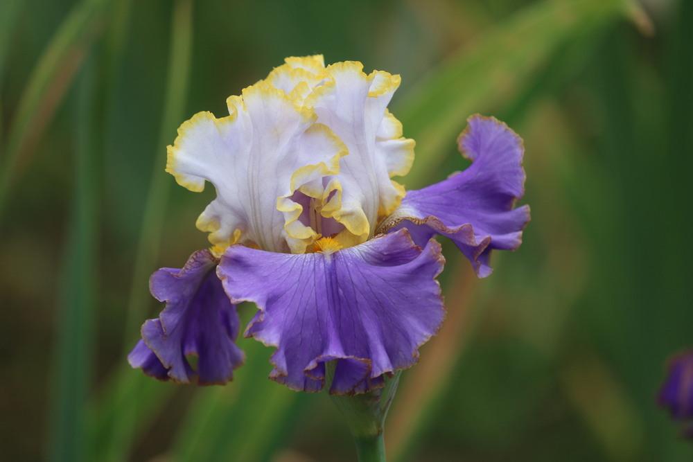 Photo of the bloom of Tall Bearded Iris (Iris 'Imperial Edge') posted ...