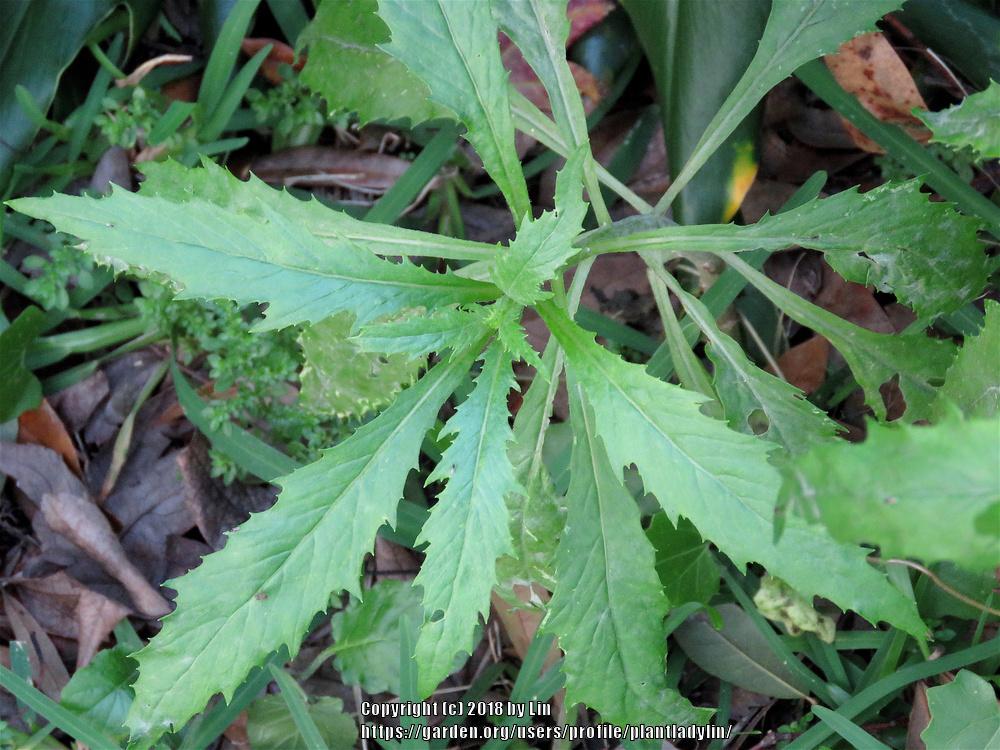 Photo of the leaves of American Burnweed (Erechtites hieraciifolia ...