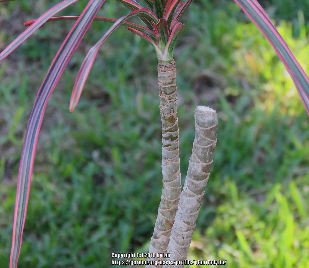 Photo of the stem, scape, stalk or bark of Dragon Tree (Dracaena ...