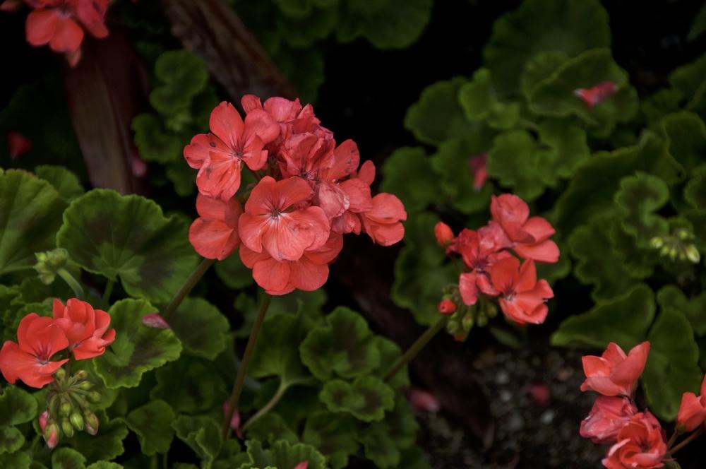 Pelargoniums: Plant Care and Collection of Varieties - Garden.org