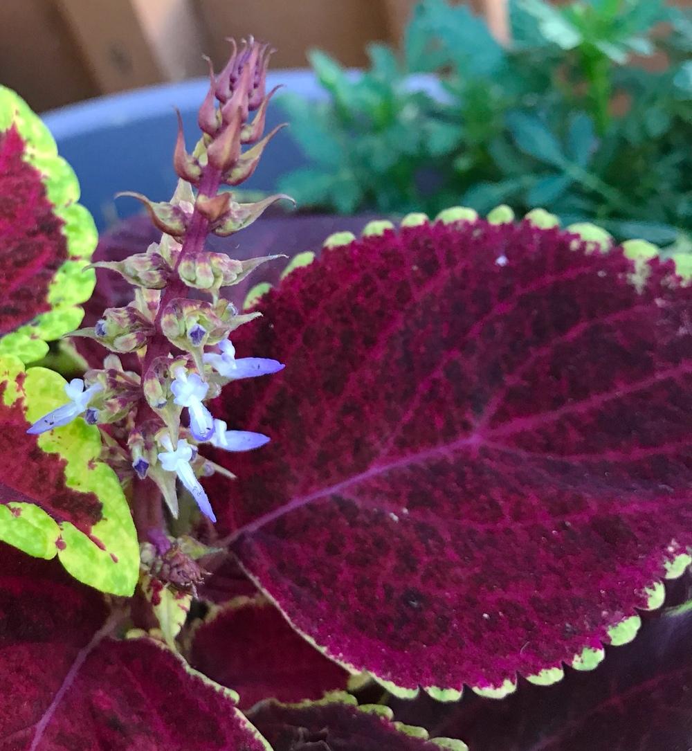 Painted Nettle (Coleus scutellarioides 'Pat Martin') in the Coleus ...