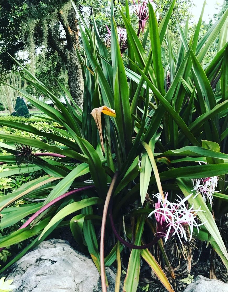 Crinums: Plant Care and Collection of Varieties - Garden.org