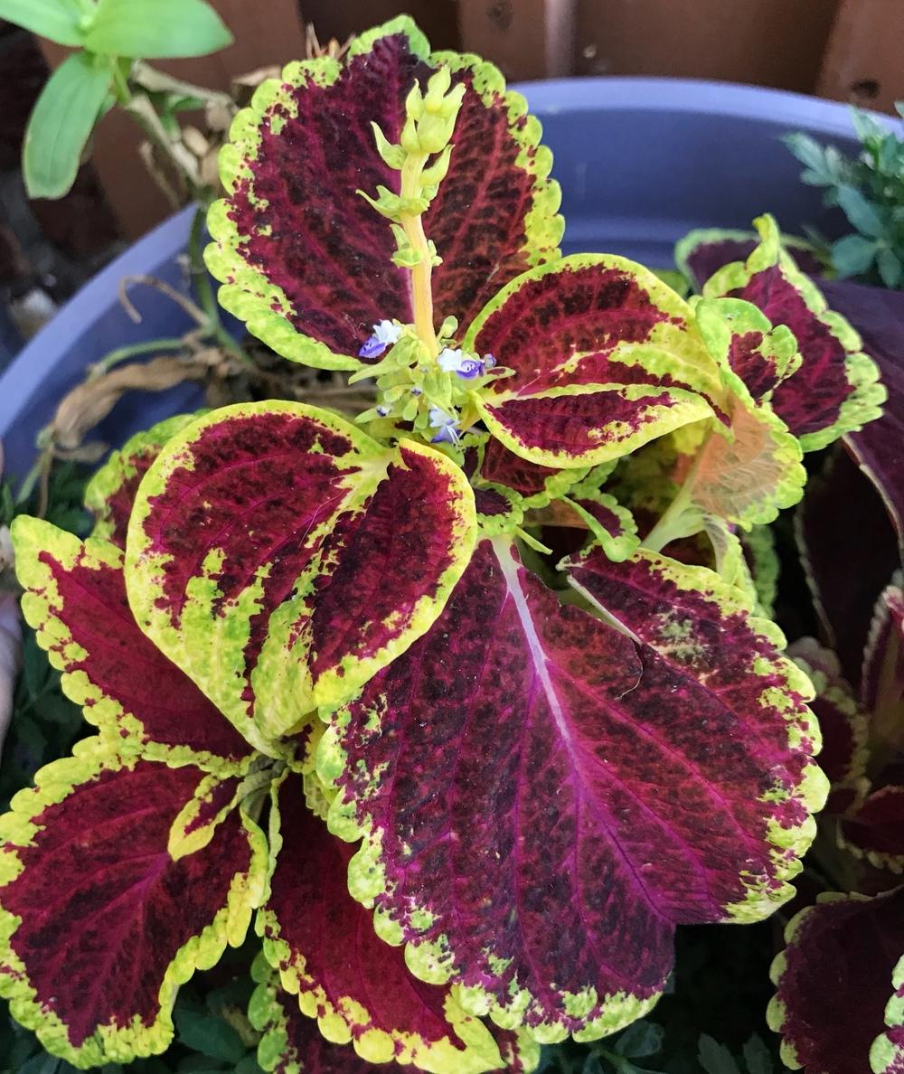 Coleus (Coleus scutellarioides 'Fairway Red Ruby') in the Coleus ...