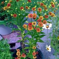 Photo of the entire plant of Sneezeweed (Helenium autumnale Mariachi ...