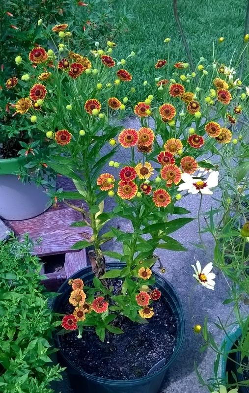 Photo of the entire plant of Sneezeweed (Helenium autumnale Mariachi ...