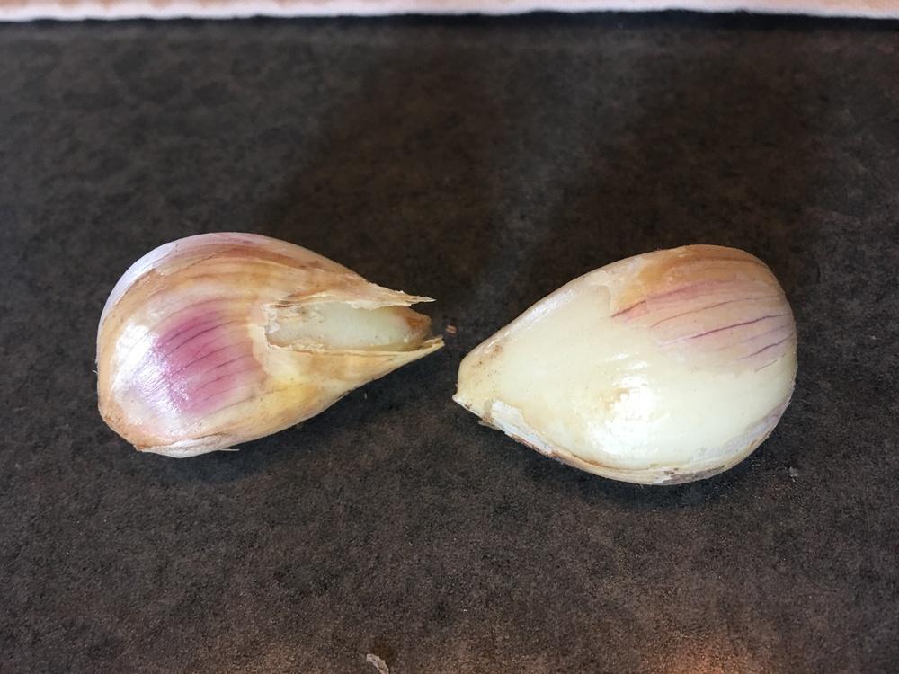 Garlic (Allium sativum 'Georgian Crystal') in the Garlic Database ...