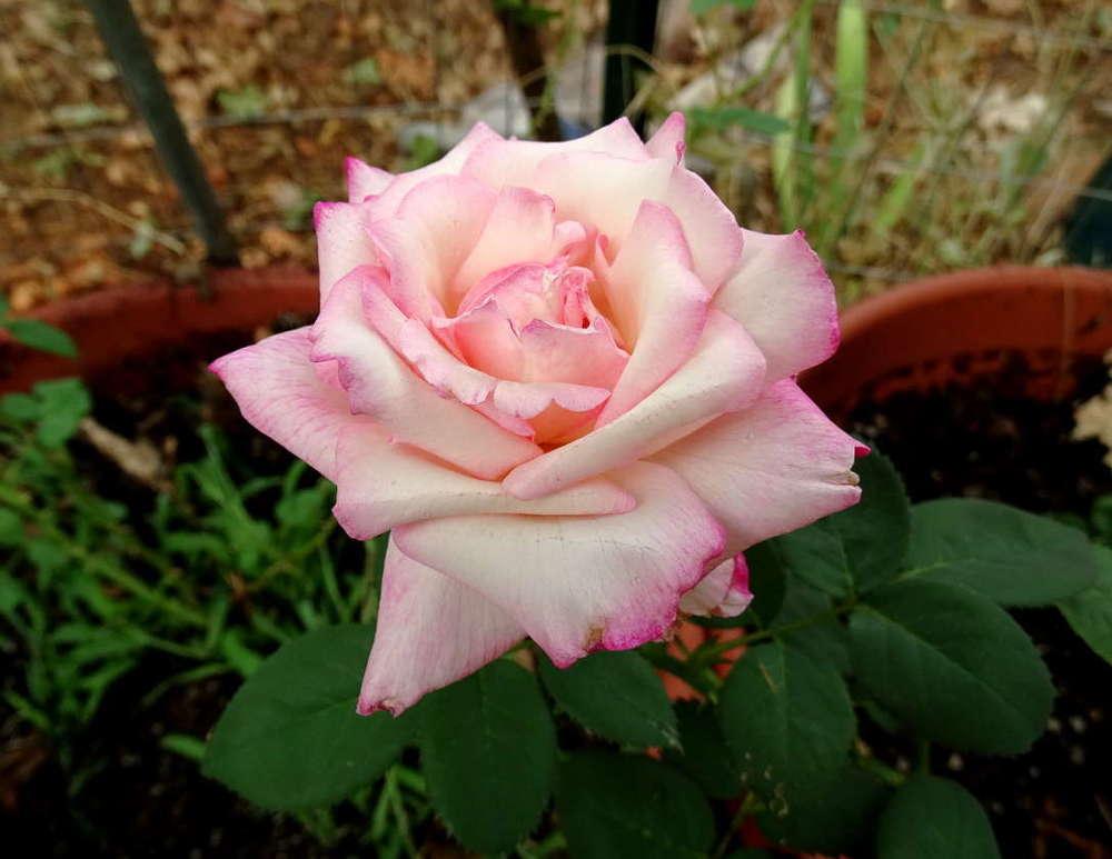 Rose (Rosa 'Raspberry Swirls') in the Roses Database - Garden.org