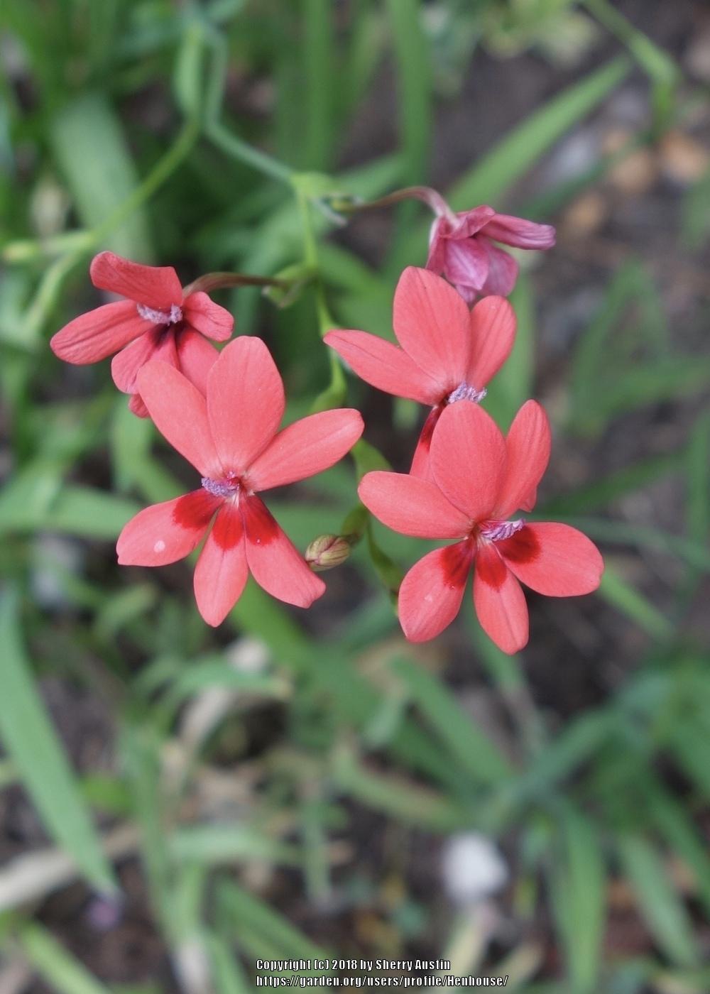 Freesia (Freesia laxa subsp. laxa) in the Freesias Database - Garden.org