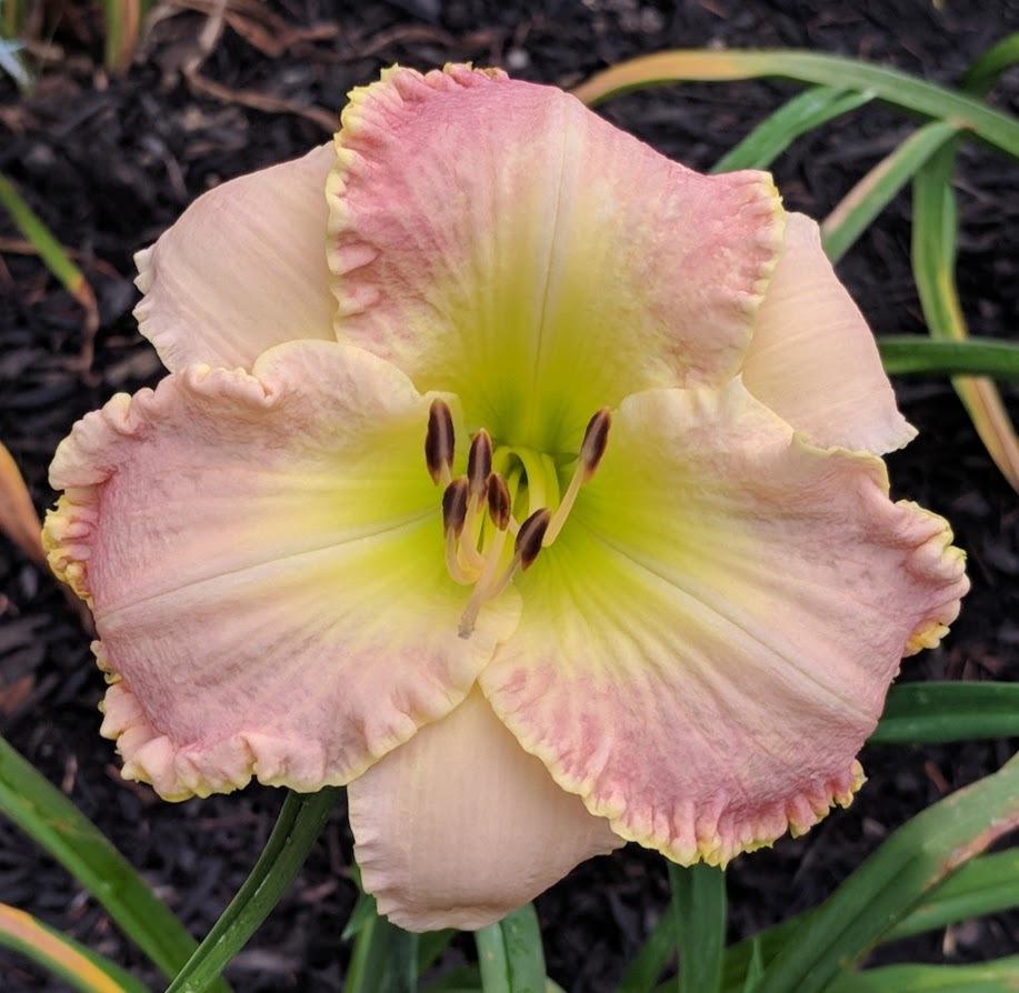 Daylily (Hemerocallis 'Celestial Virgins') in the Daylilies Database ...