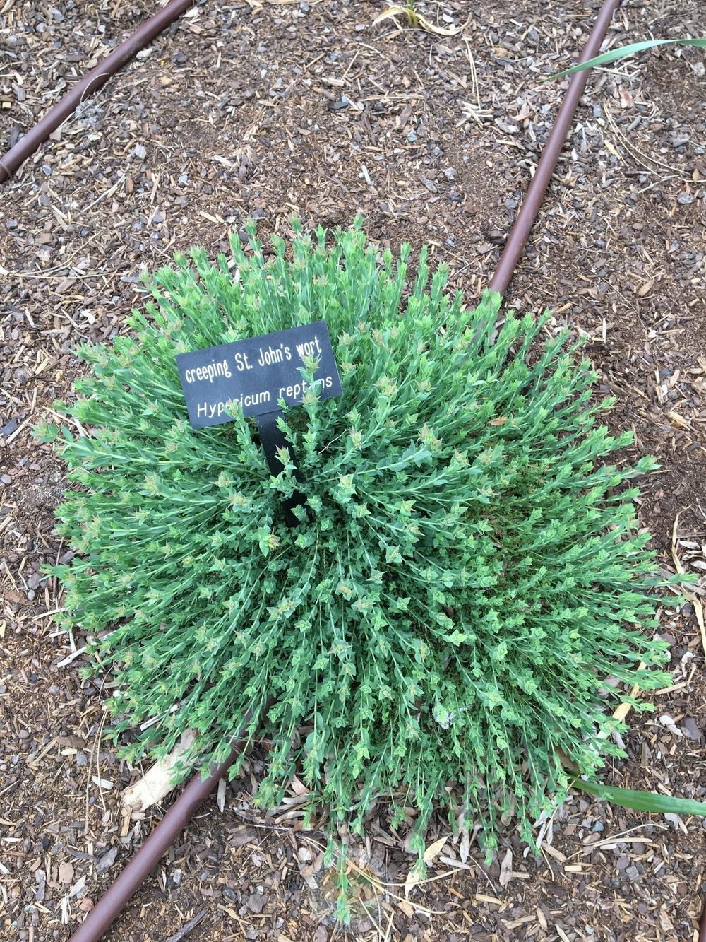 Creeping St. John's Wort (Hypericum reptans) - Garden.org