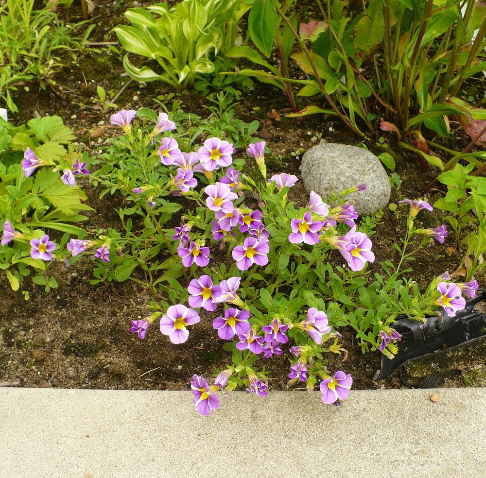 Calibrachoas: Plant Care and Collection of Varieties - Garden.org