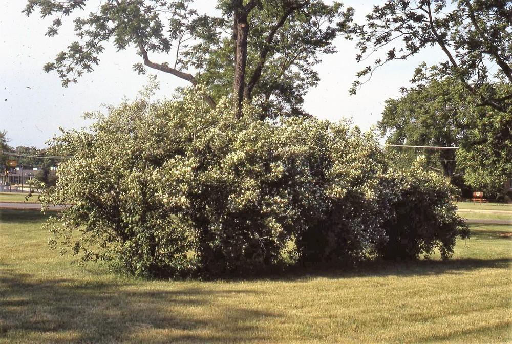 Photo of the entire plant of Sweet Mock Orange (Philadelphus coronarius) posted by ILPARW ...