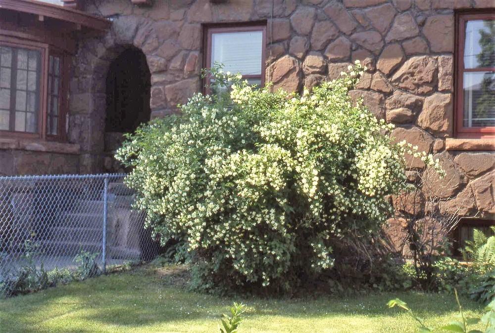 Photo of the entire plant of Sweet Mock Orange (Philadelphus coronarius) posted by ILPARW ...