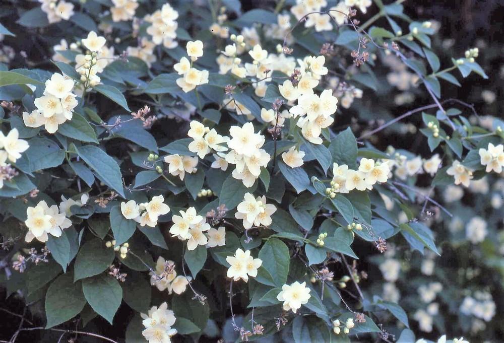 Mock Oranges: Plant Care and Collection of Varieties - Garden.org