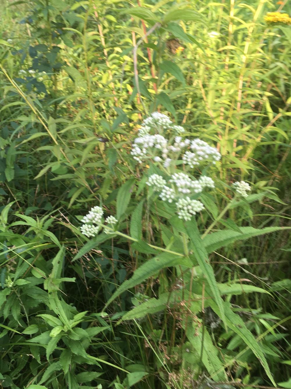 Queen Anne's Lace look-alike! in the Plant ID forum - Garden.org