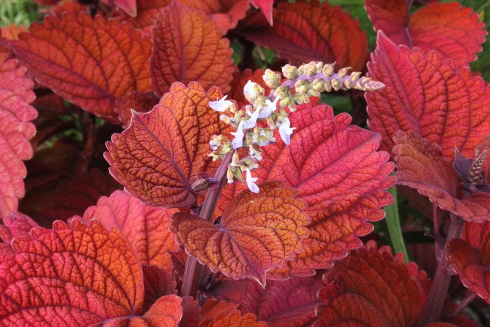 Coleus: Plant Care and Collection of Varieties - Garden.org