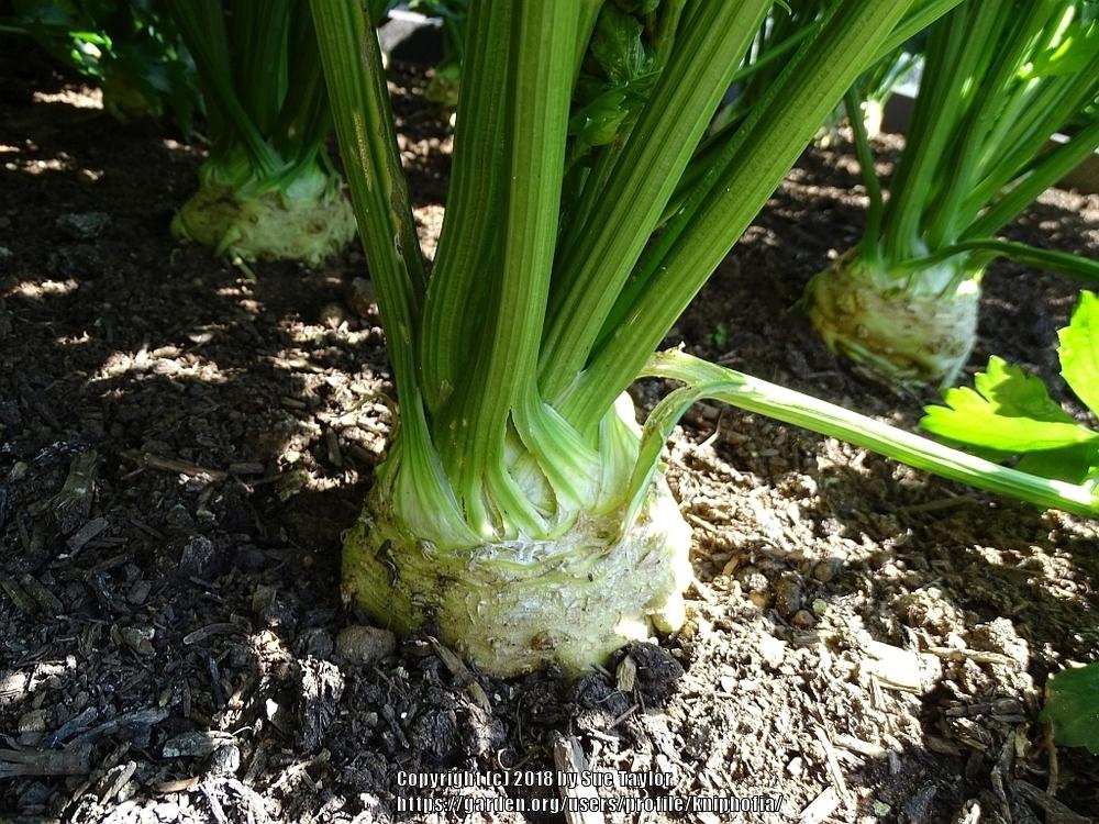 Celeries: Plant Care and Collection of Varieties - Garden.org