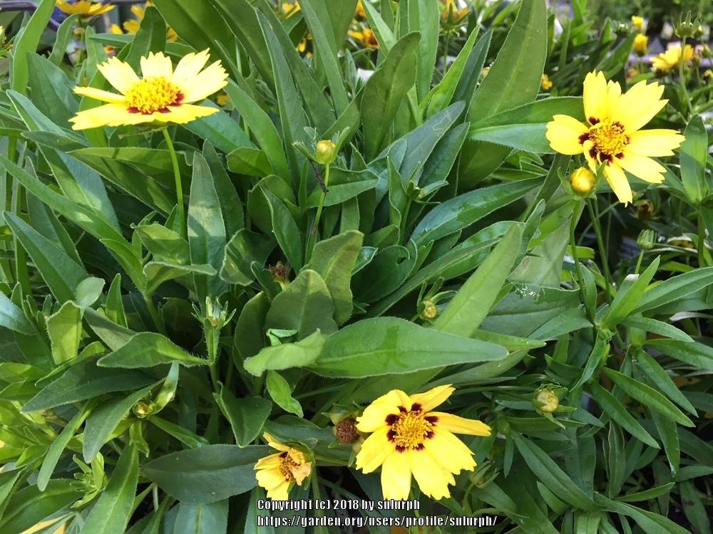 Photo of the bloom of Tickseed (Coreopsis UpTick™ Yellow & Red) posted ...