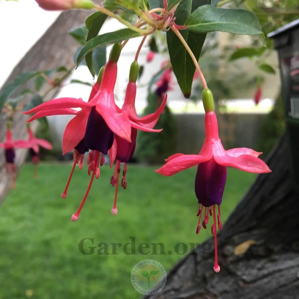 Fuchsias: Plant Care and Collection of Varieties - Garden.org