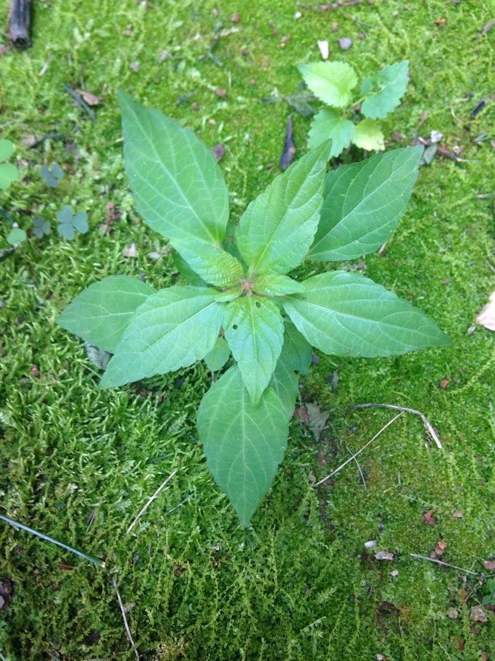 Photo of the leaves of Common Threeseed Mercury (Acalypha rhomboidea ...