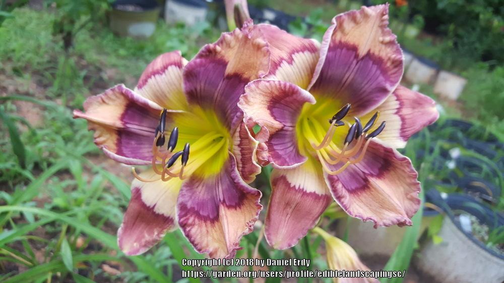 Daylily (Hemerocallis 'Kaleidoscope Puzzle') in the Daylilies Database - Garden.org
