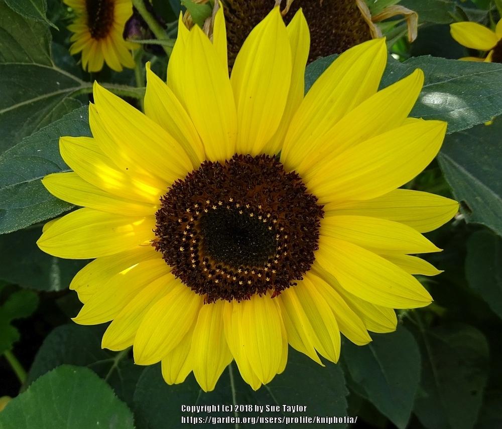Sunflower (Helianthus annuus 'Choco Sun') in the Sunflowers Database ...