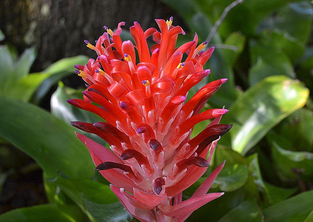 Flaming Torch (Billbergia pyramidalis) - Garden.org