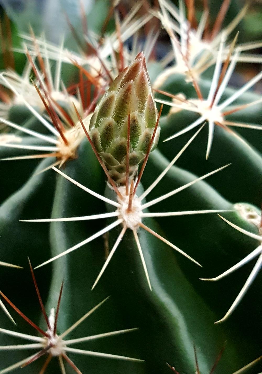 Hedgehog Cactus (Thelocactus setispinus) - Garden.org