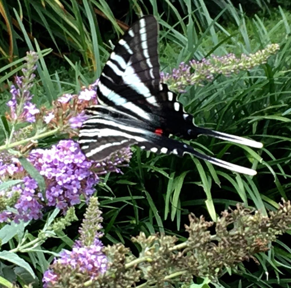Butterfly Bushes: Plant Care and Collection of Varieties - Garden.org