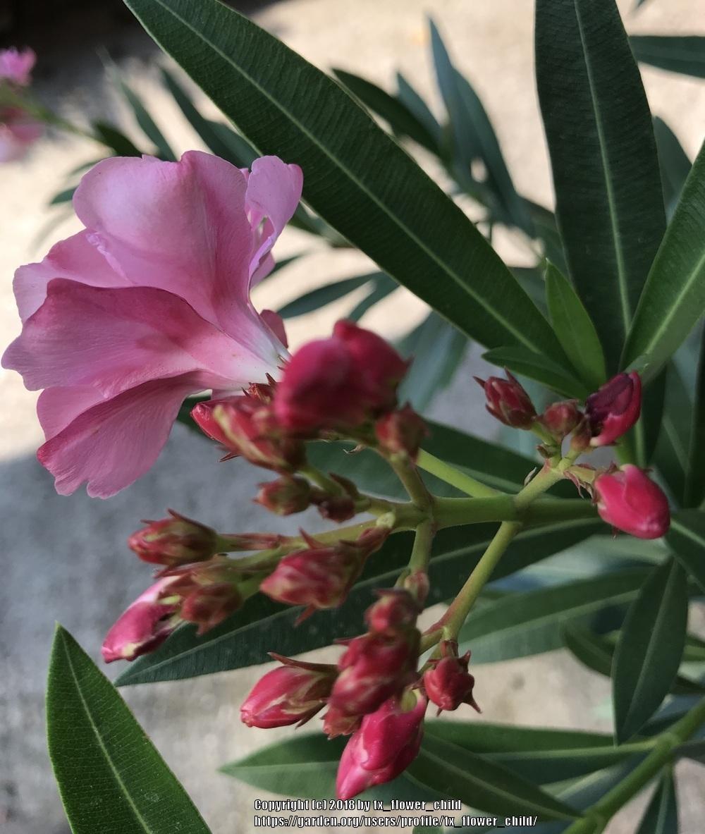 Photo of the bloom of Oleander (Nerium oleander Turner's Flirt™) posted ...