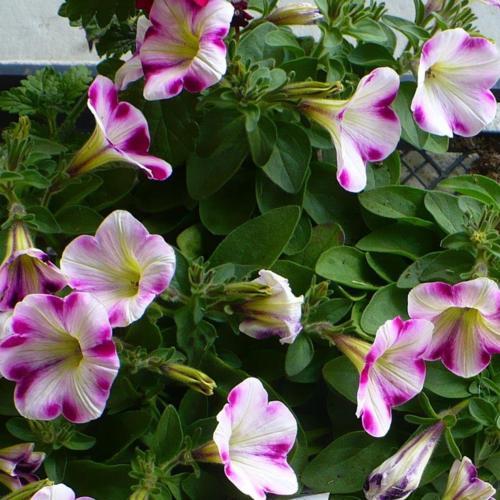 Petunia Headliner™ Raspberry Swirl in the Petunias Database - Garden.org