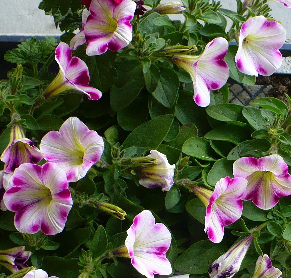 Petunias: Plant Care and Collection of Varieties - Garden.org