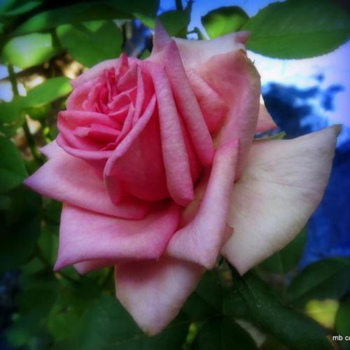 Rose (Rosa 'Oksana') in the Roses Database - Garden.org