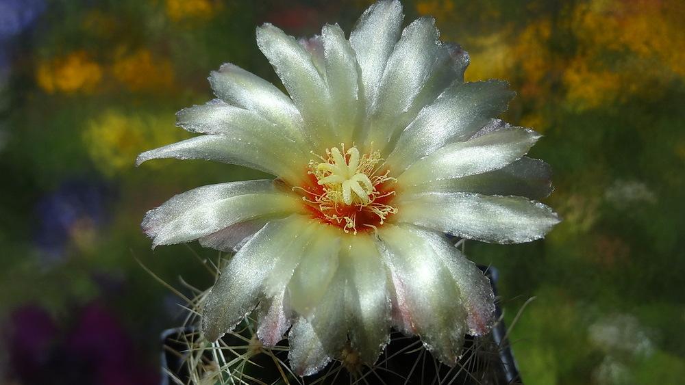 Photo of the bloom of Miniature Barrel Cactus (Thelocactus setispinus ...