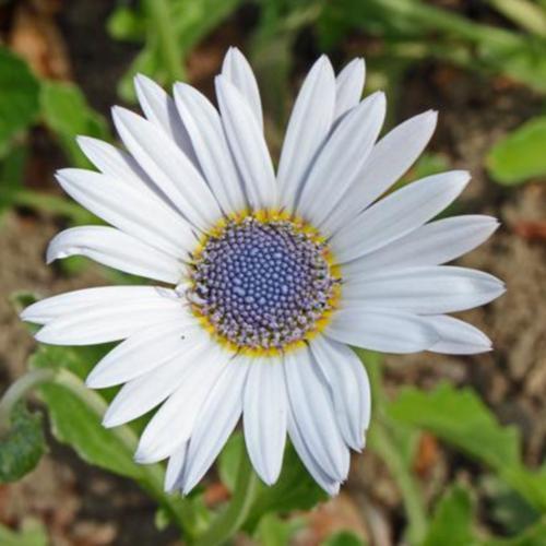 Blue Eyed African Daisy (Arctotis venusta) - Garden.org