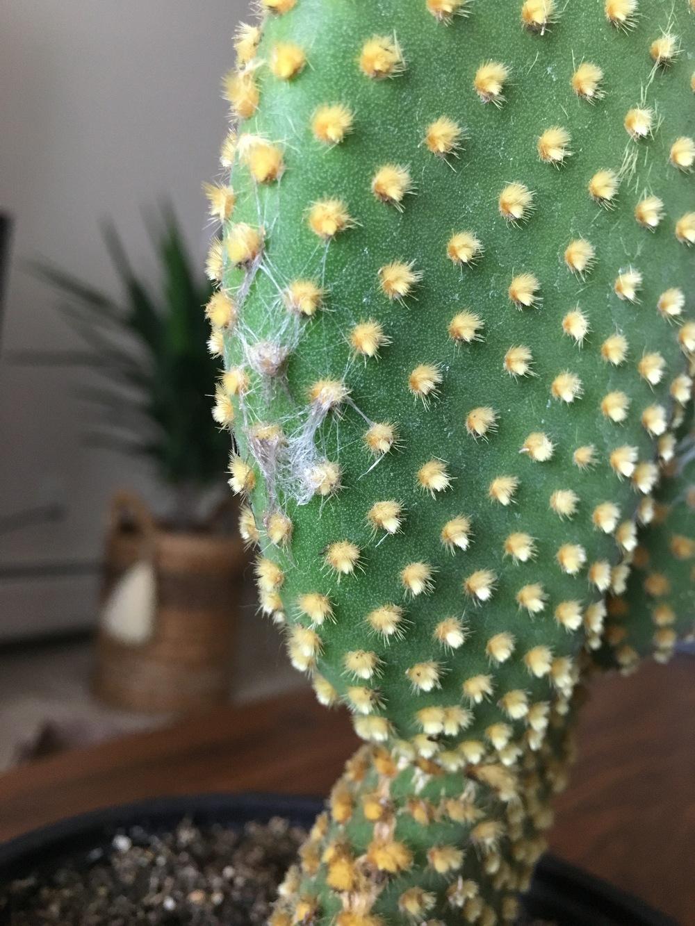 Prickly pear white string in the Ask a Question forum - Garden.org