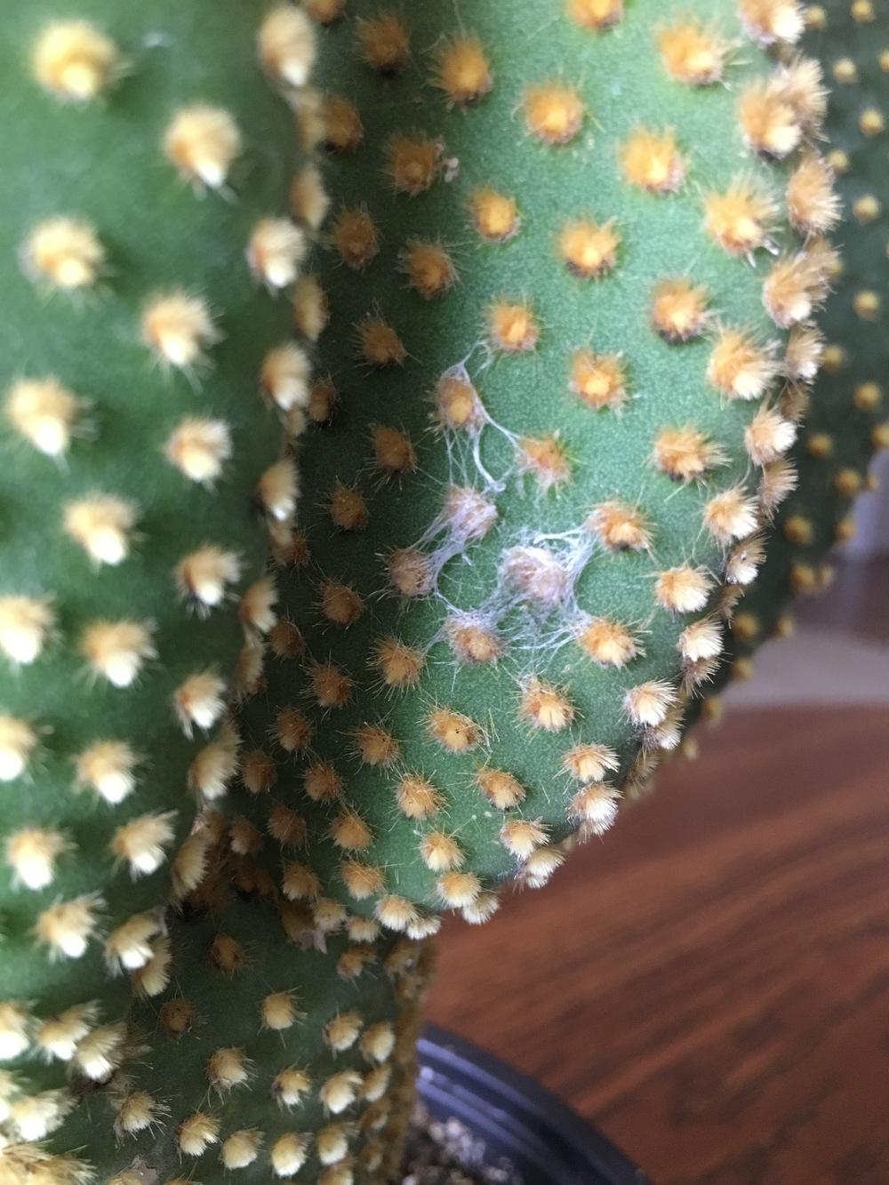 Prickly pear white string in the Ask a Question forum - Garden.org