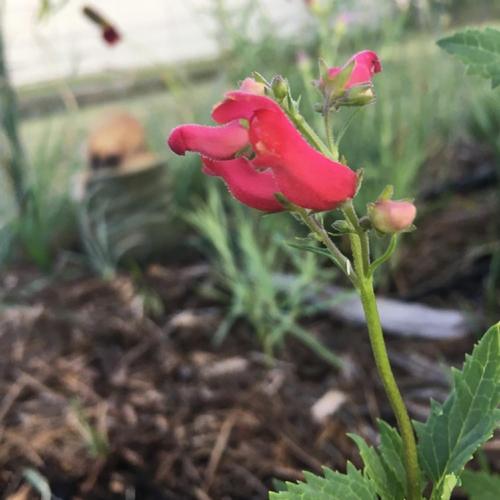 Redbirds in a Tree (Scrophularia macrantha Cardinale™ Red) - Garden.org