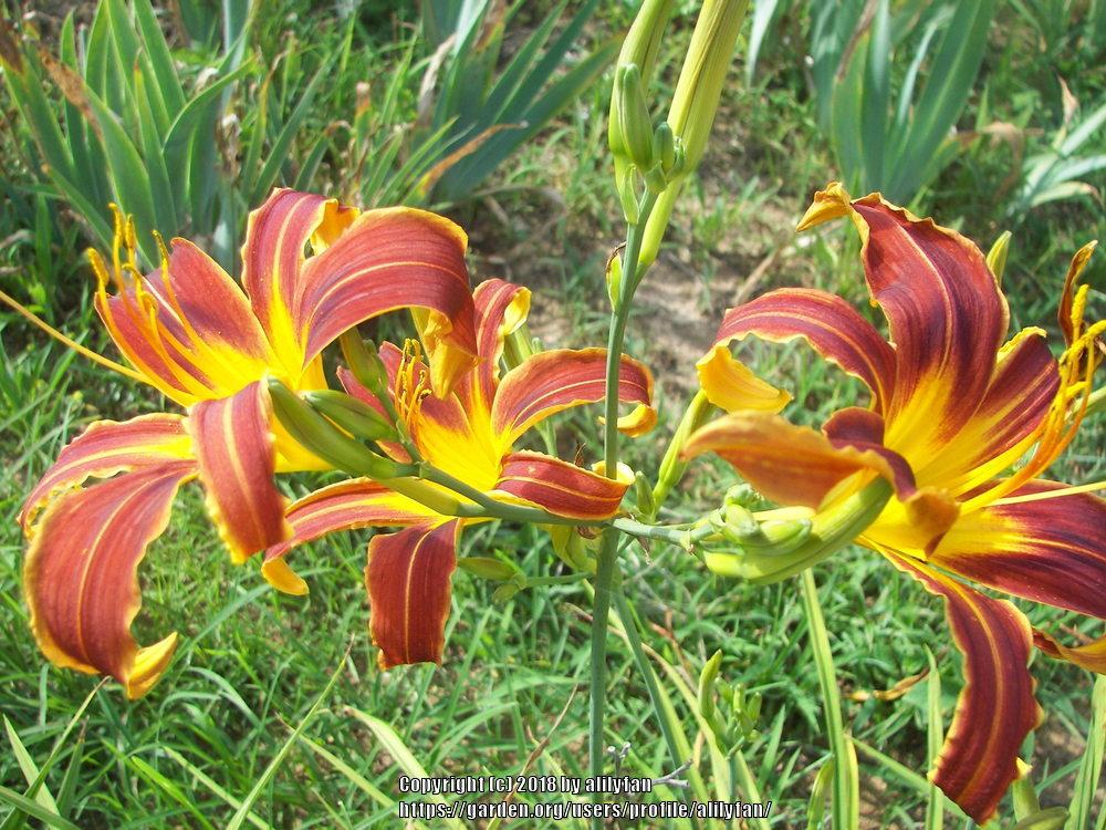 Photo of the bloom of Daylily (Hemerocallis 'Brown Recluse') posted by ...