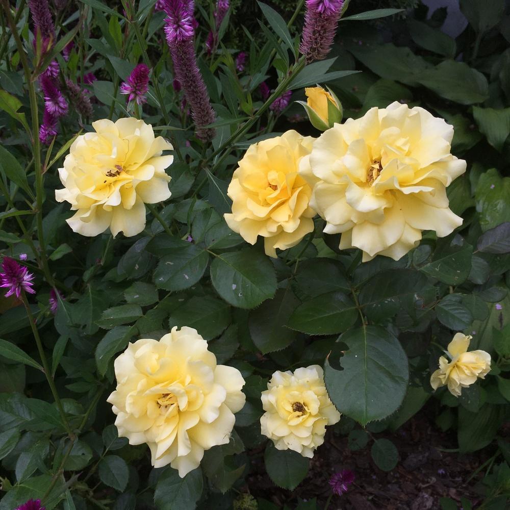 Photo of the bloom of Rose (Rosa 'Sparkle & Shine') posted by csandt ...