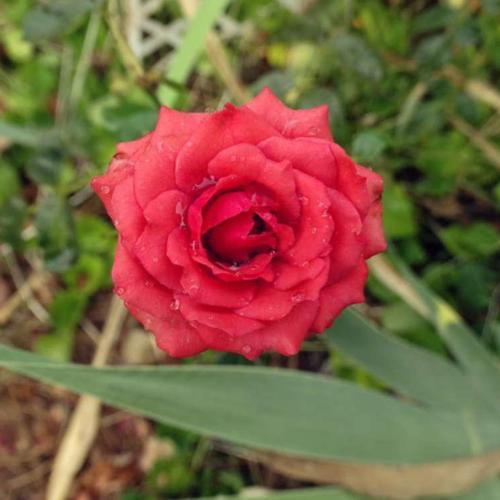 Rose (Rosa 'Cherry Folies') in the Roses Database - Garden.org